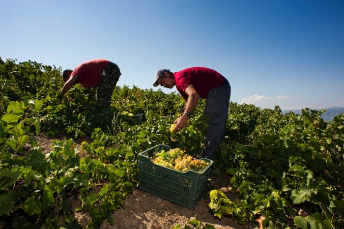Sobre Nosotros | BODEGAS CALVENTE